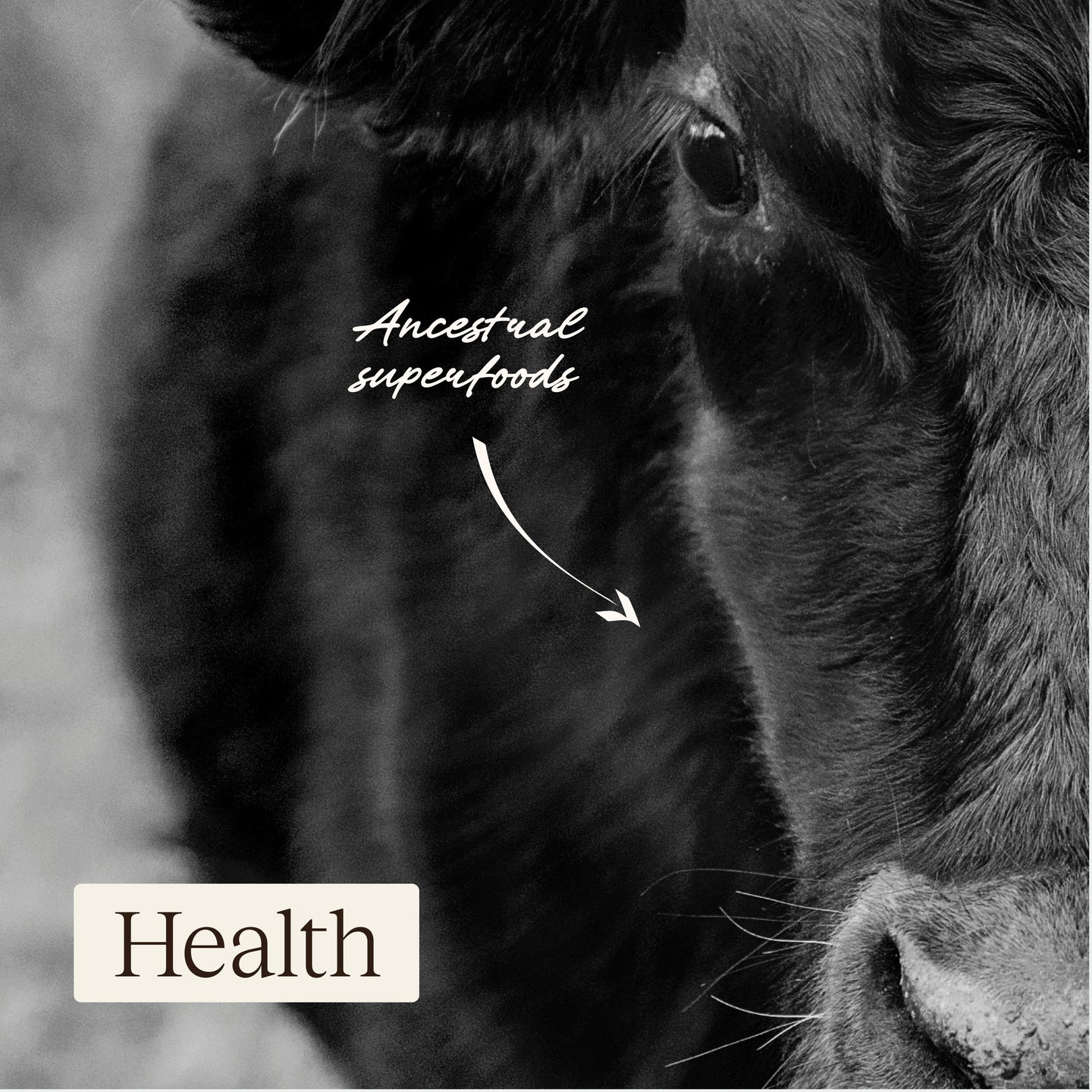 About Us – HOLY CACAO